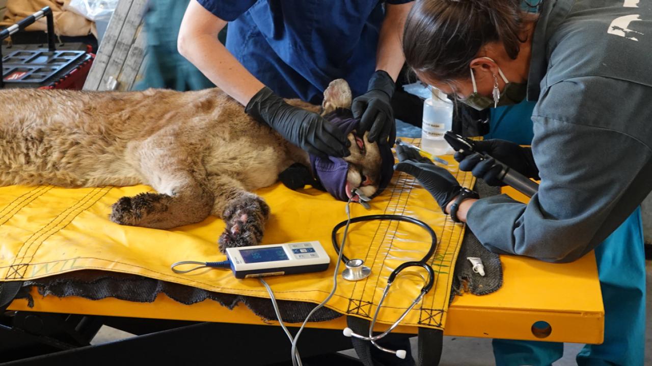 Disaster Preparedness & Response | School of Veterinary Medicine